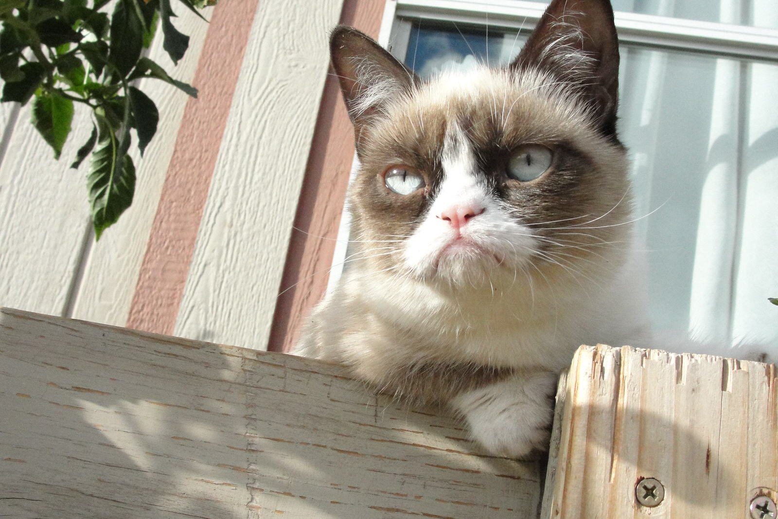 November 11th 2012 Grumpy Cat®