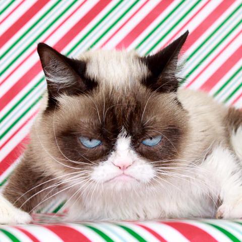 The world’s grumpiest cat! | Grumpy Cat®