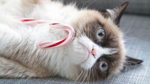 The world’s grumpiest cat! | Grumpy Cat®