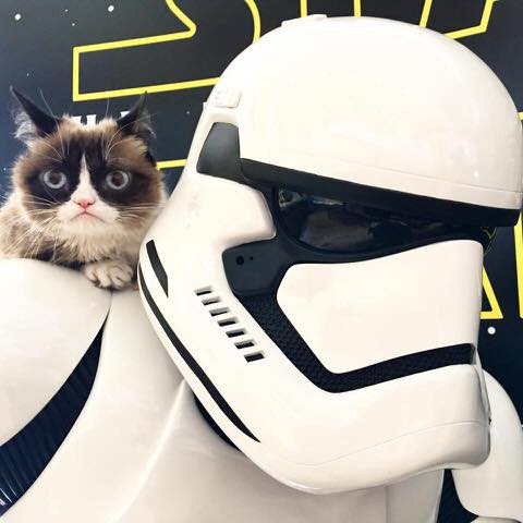 The world’s grumpiest cat! | Grumpy Cat®
