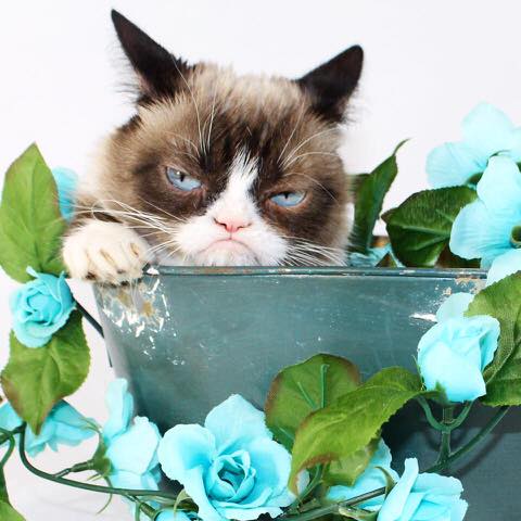 The world’s grumpiest cat! | Grumpy Cat®