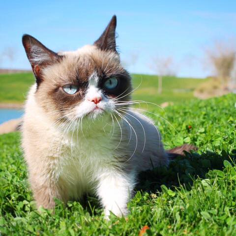 The world’s grumpiest cat! | Grumpy Cat®