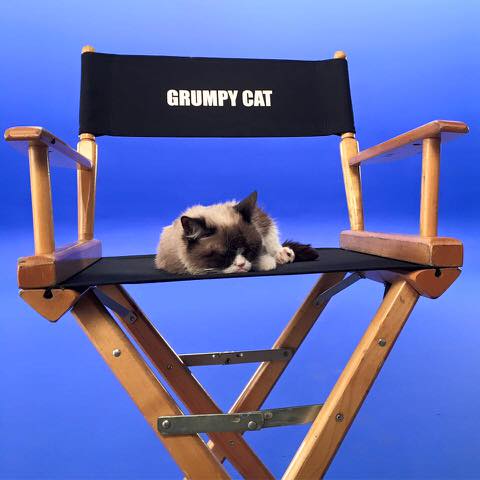 The world’s grumpiest cat! | Grumpy Cat®